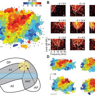 Spatially Organized Feature Representations In Mouse Auditory Cortex Download Scientific