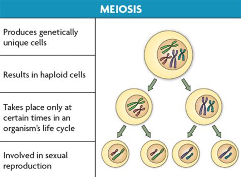 Biology Unit 6 Test Flashcards Quizlet
