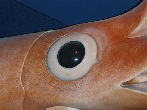 Colossal Squid Eye Size