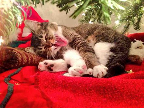 Momo Waking Up From Her New Favourite Napping Spot Cute Cats Hq