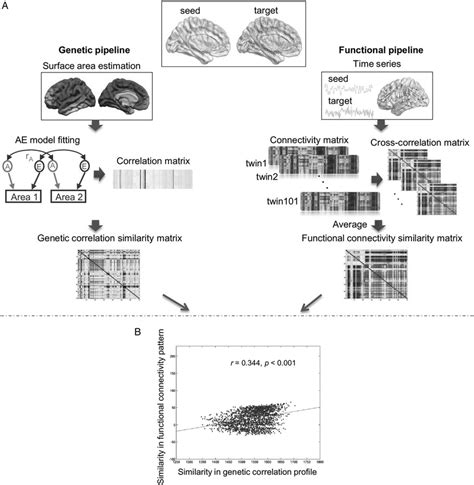 Relationships Between The Similarities In Functional Connectivity