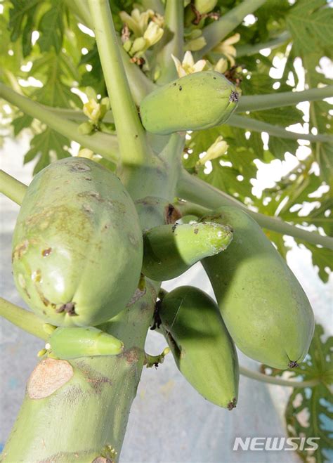 대구서 열대과일 파파야 주렁주렁