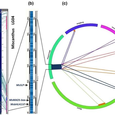 Miscanthus Sinensis Lg04 Flowering Time Quantitative Trait Loci Qtl
