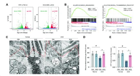 Transcriptome Profiles Of The Myocardium And Protective Effects Of Download Scientific Diagram