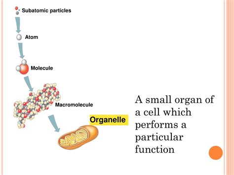 PPT Evolution Of Human Health Historical Insight Structural Levels PowerPoint Presentation