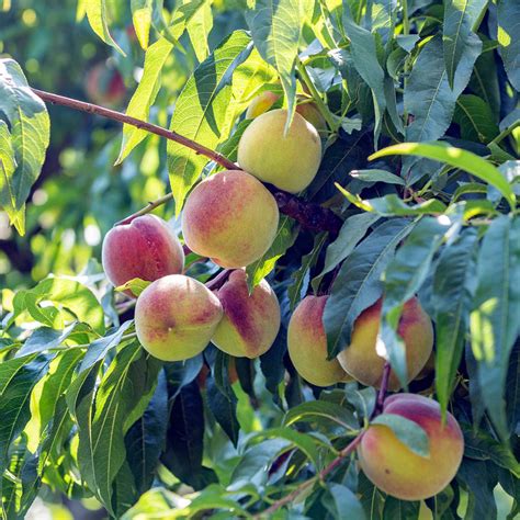 Shop White Lady Peach Trees For Sale Perfect Plants