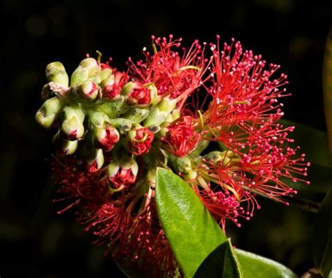 Red Flowering Trees In Australia Yard Work