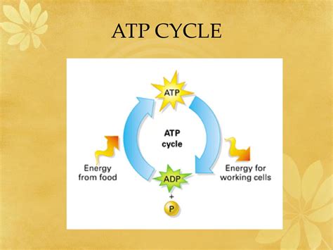 Energy In Cells Ppt Download