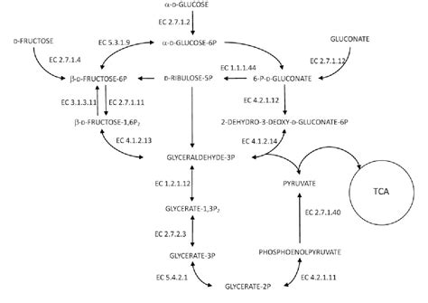 Effect Of Phosphoglycerate Mutase And Fructose 1 6 Bisphosphatase Deficiency On Symbiotic