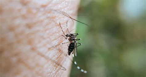 Malaria Malaria