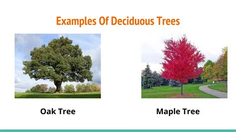 Assignment Types Of Trees Suitable For Tropical Weather PPTX Weather Science