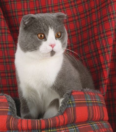 Вислоухий кот серо белый картинки и фото Koshka Top