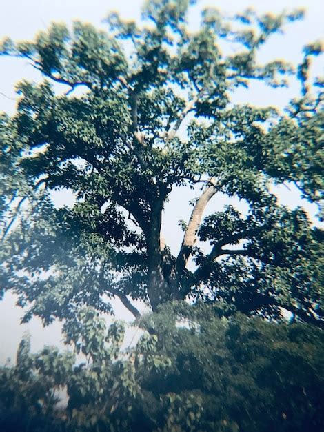 Premium Photo Low Angle View Of Tree Premium Photo Low Angle View Of Tree