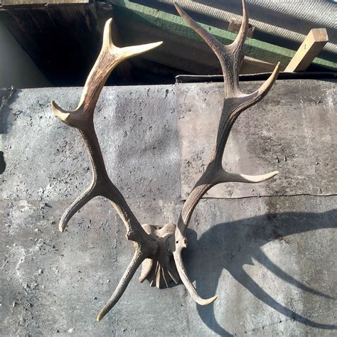 Роги оленя обмін на смартфон і т д Обмін Колекціонування Калуш на Olx