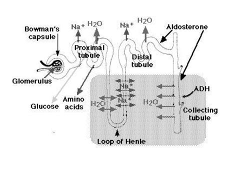 Renal Pharmacology Diuretics Pptx