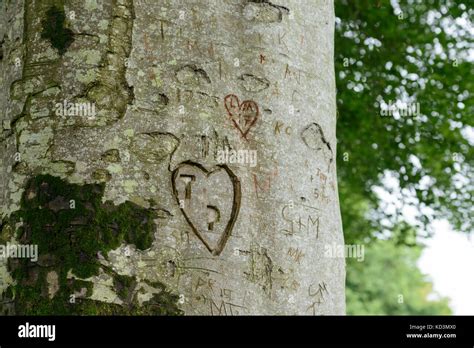 Initials And Hearts Carved Into The Trunks Of The Ancient Beech Trees Stock Photo Alamy