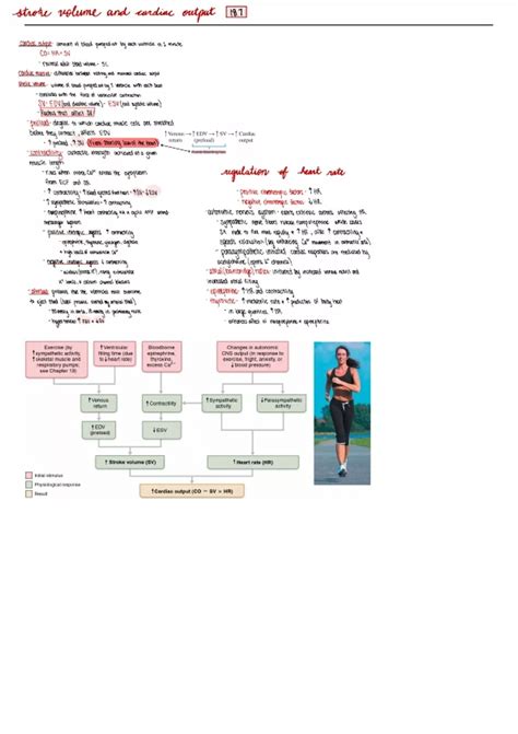 Stroke Volume And Cardiac Output Cardiovascular System Human Anatomy And Physiology Stuvia Us