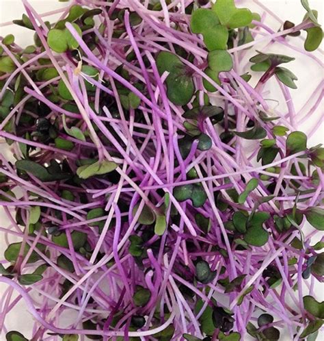 Microgreen Red Cabbage Shop Online Flower And Vegetables Seeds Nz