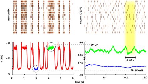 Raster Plots And Average Membrane Potential In The Spiking Neuron