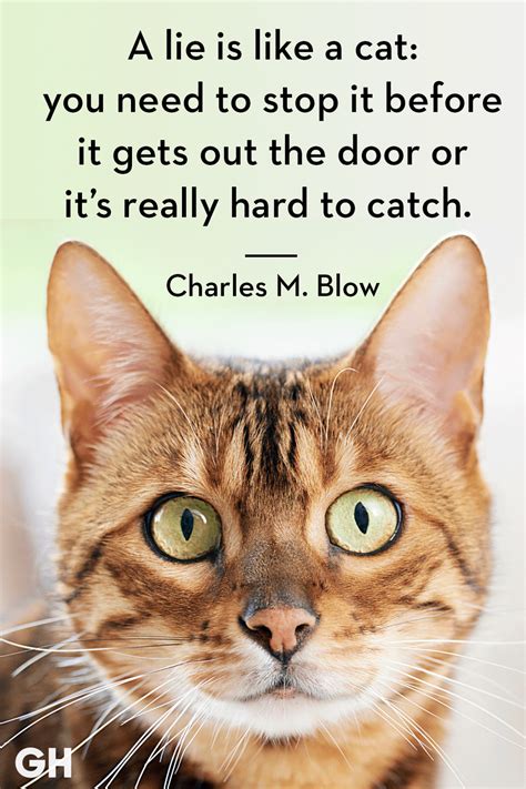 25 Best Cat Quotes That Perfectly Describe Your Kitten Funny And Cute