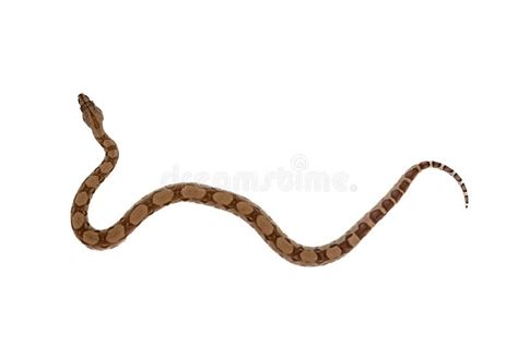 Young Boa Constrictor Slithering On White Background Top View Of Ghost