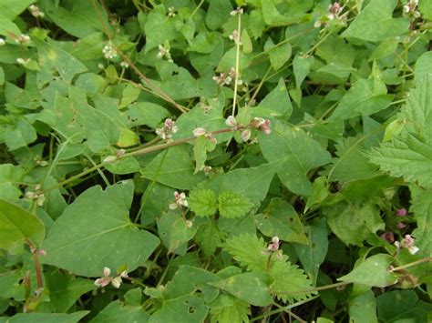 Stop Pulling It Why Yanking Bindweed Actually Makes The Problem Worse