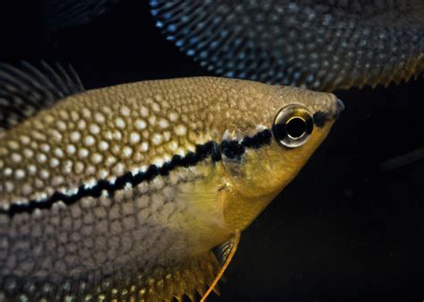 Gurami Mozaikowy Wymagania Akwarystyczne Fera Pl