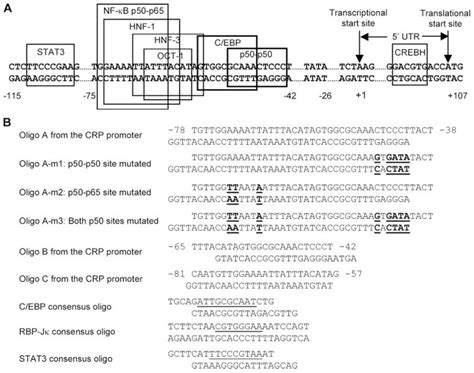 The Sequence Of The Crp Gene A The Portion Of The Crp Gene Between Download Scientific