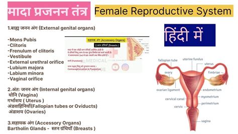 Female Reproductive System मादा प्रजनन तंत्र Ll Basic Anatomy And