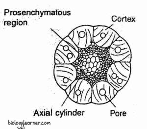 Sphagnum Distribution Structure Reproduction