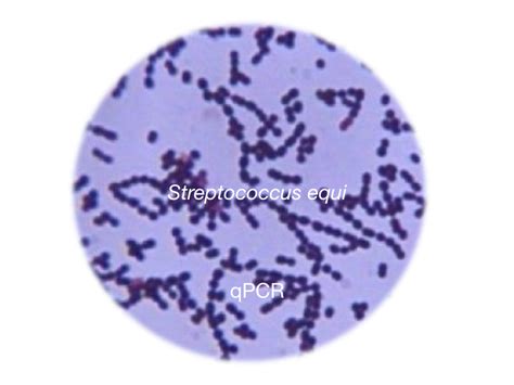 Würger Streptococcus Equi Qpcr