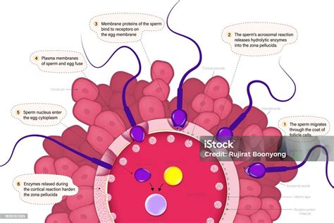 인간 수정 벡터 인간의 난자와 정자의 결합 난자와 정자 배아 발달 생식 세포 배우자 구조 정자에 대한 스톡 벡터 아트 및 기타 이미지 Istock