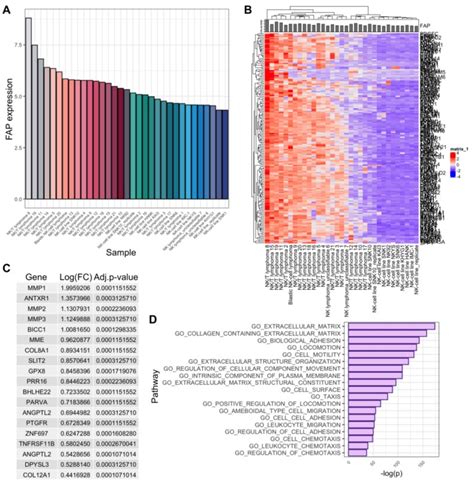Pdf Fibroblast Activation Protein Regulates Natural Killer Cell