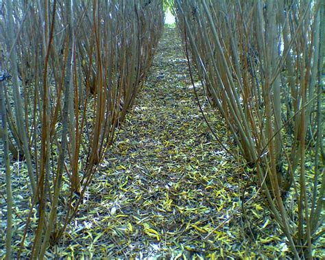 Central Pennsylvania Forestry Woody Biomass For Renewable Energy
