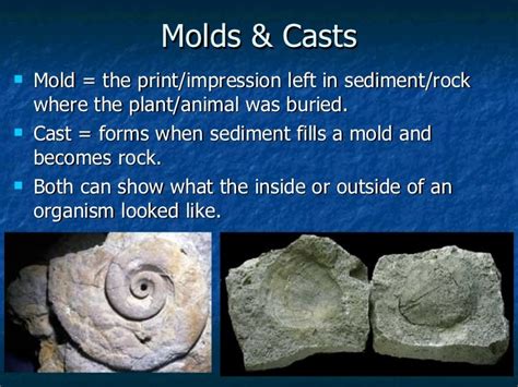 Mold Fossils Examples
