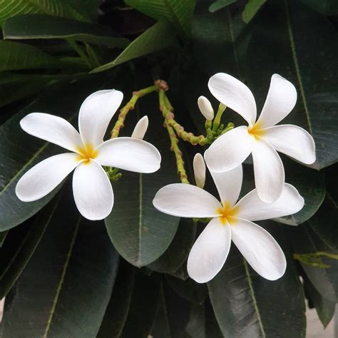 Gul E Cheen Fragrant Plumeria Rubra Gulshan E Waqar