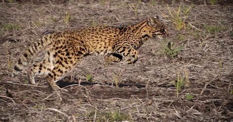 Gato Do Mato Pró Carnívoros