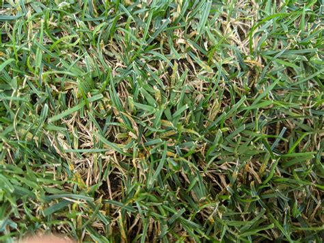 Rust Spot Lawn Care Forum