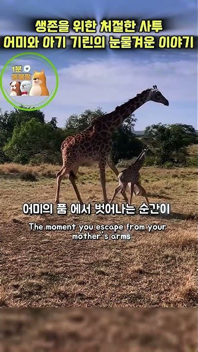 생존을 위한 처절한 싸움 어미와 아기 기린의 눈물겨운 이야기 약육강식 감동짤 기린 Youtube