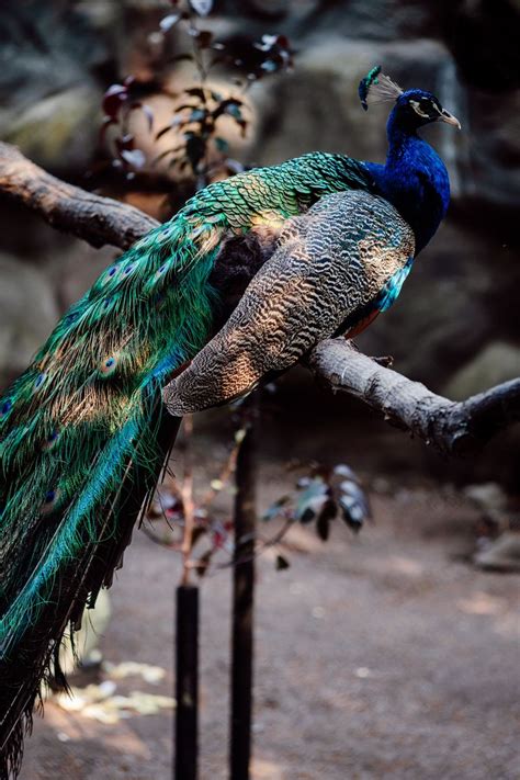 Download Wallpaper 800x1200 Peacock Bird Feathers Branch Iphone 4s 4
