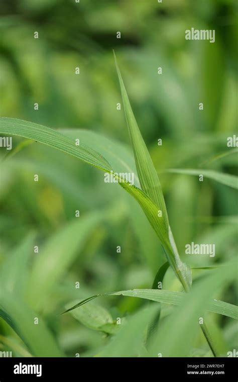 Setaria Palmifolia Rumput Setaria Jamarak Palmgrass Highland Grass It Is Grown As A
