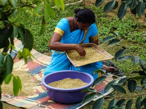 Premium Photo Woman Sorting Food Grains