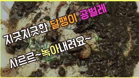 93 지긋지긋한 달팽이 공벌레 지렁이 녹아내려요~ 천연비료 무농약 식물영양제 텃밭가꾸기 베란다텃밭 화초키우기 친환경비료 식물살충제 식테크 식집사 유기농