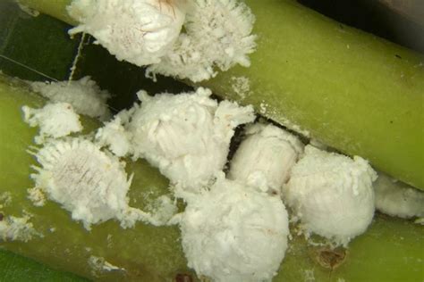 56 Dangerous Banana Bugs Insects Found In Banana Howitsee