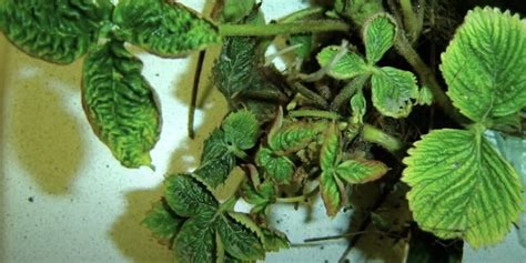 Как бороться с нематодой на клубнике луке и других растениях — Лайфхакер