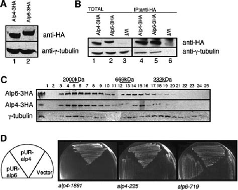 Physical And Genetic Interactions Between Alp4 Alp6 And G Tubulin A Download Scientific