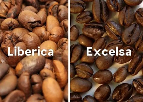 CÀ PhÊ Cherry CÀ PhÊ MÍt ĐÔi NÉt VỀ ĐẶc ĐiỂm HƯƠng VỊ Đôi Nét Về đ