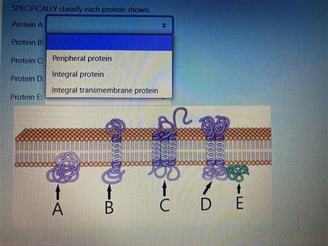 Solved SPECIFICALLY Classify Each Protein Shown Protein A Chegg