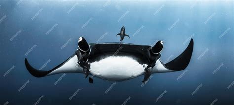 Manta Mobula Mobulidae Pez Cartilaginoso Nadando En Aguas Tropicales