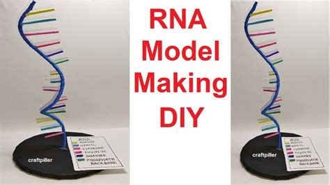 Pin On Biology Science Model For Science Exhibition Of Fair